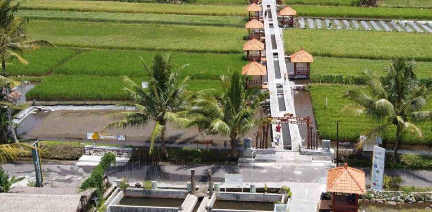 Kampung Mina Padi di Sleman Terapkan Sistem Pertanian yang Lebih ...