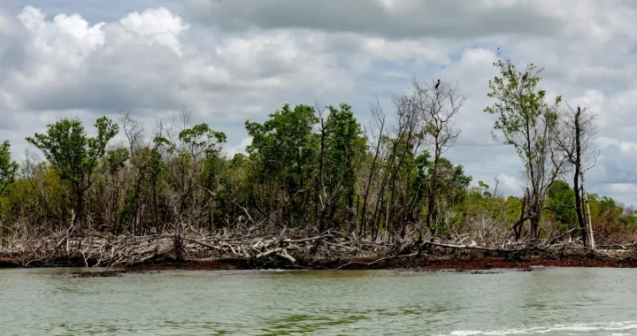 Menanti Presiden yang Lebih Bijak dalam Pengelolaan Sumber Daya Alam ...