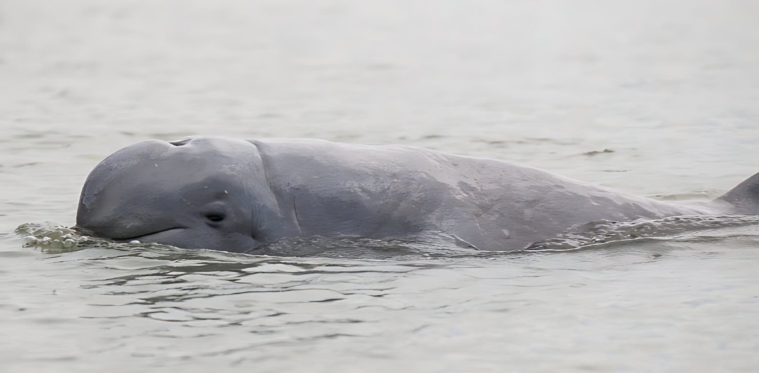 Bagaimana Desa Wisata Pela Lindungi Keberadaan Pesut Mahakam - Green ...
