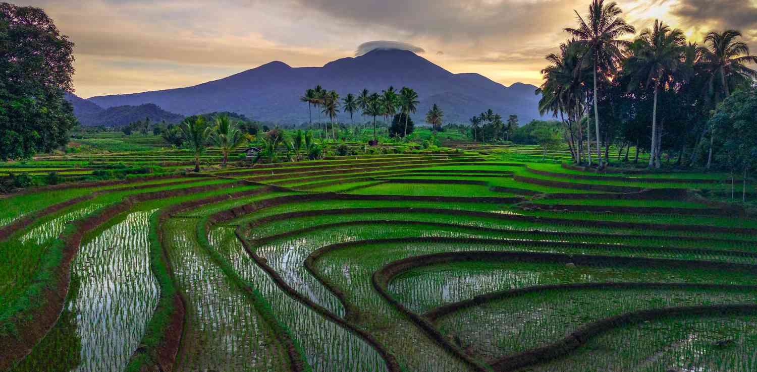 Celako Kumali, Kearifan Lokal Suku Serawai untuk Pertanian ...